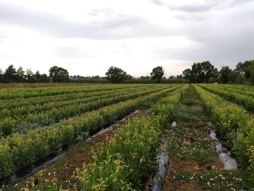 Adaptation à la sécheresse : le guayule, une solution d’avenir pour la ...